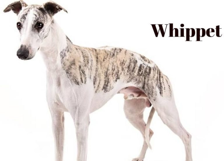 Tall Skinny Dogs: 10 Tall and Skinny Breeds.