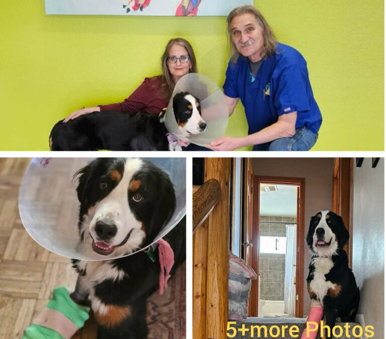 Vet Shows : 11 Must Watch TV Shows for Pet Owners/Lovers